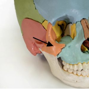 Os Malaire (ou Zygomatique) - INJSP